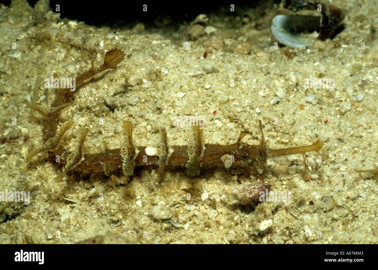 Whiskered pipefish Halicampus macrorhynchus Malaysia Indopacific Stock ...