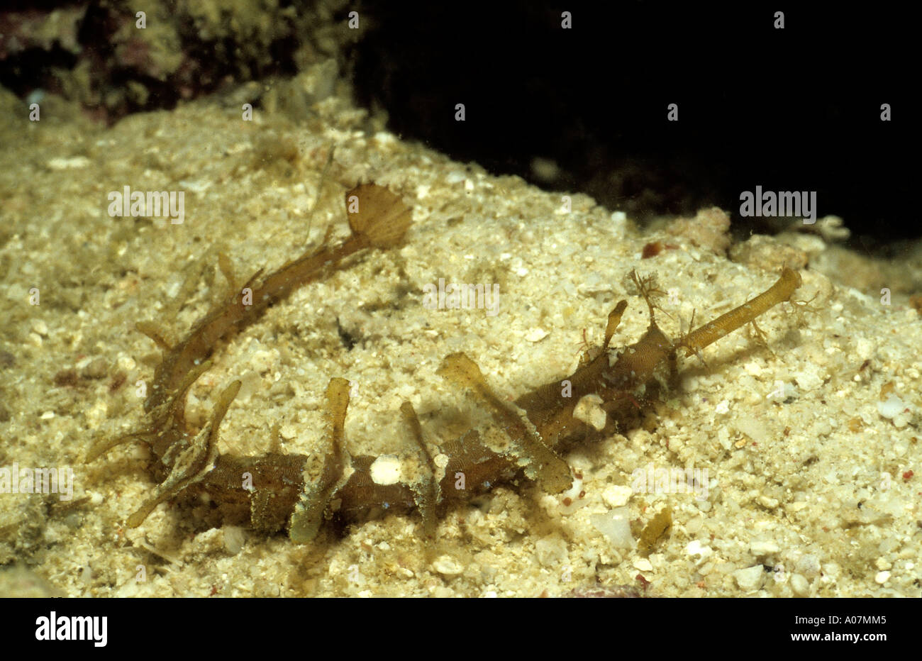 Whiskered pipefish halicampus macrorhynchus Malaysia Indopacific Stock ...