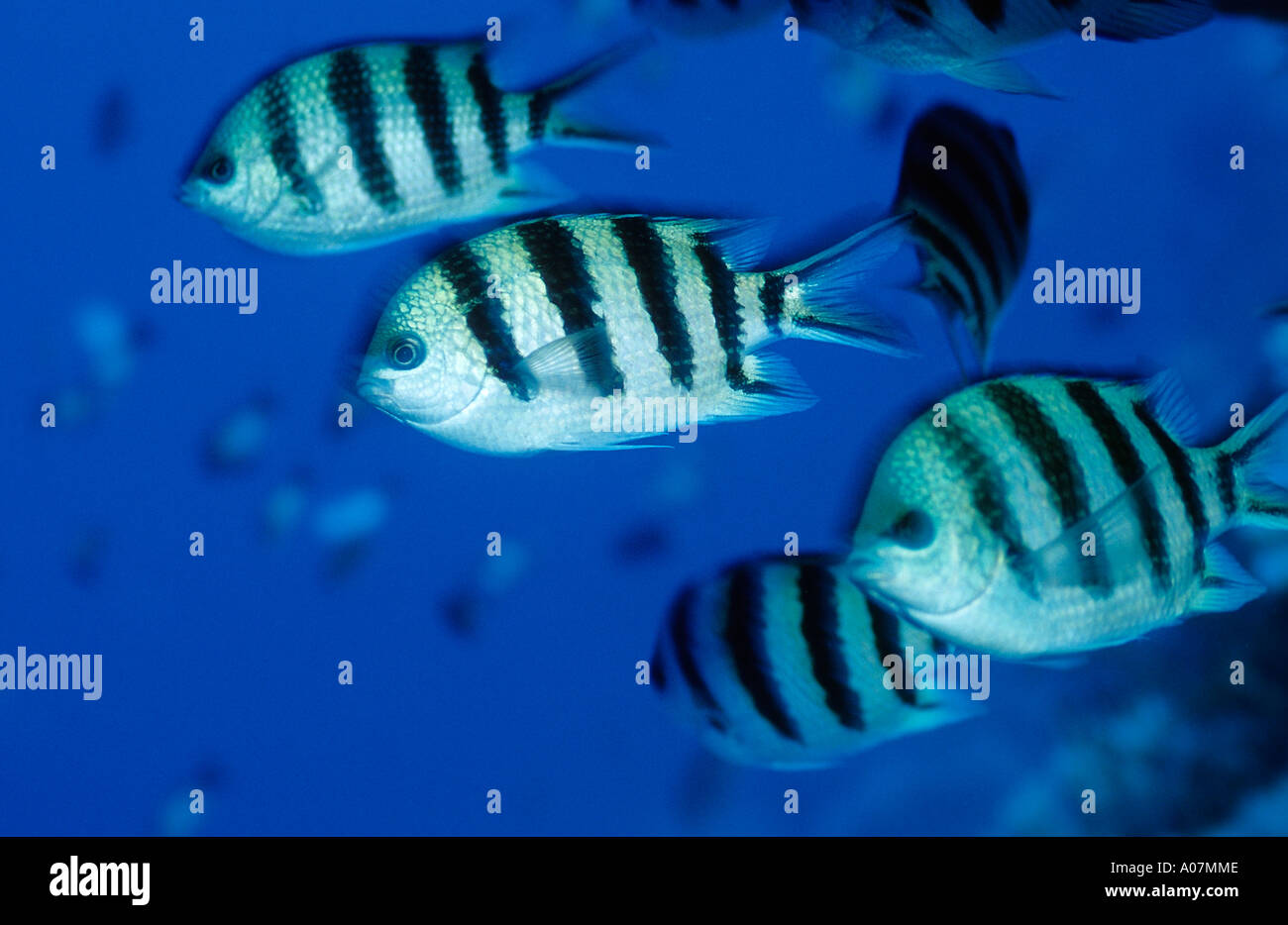 Sergeant Major Fish High Resolution Stock Photography and Images - Alamy