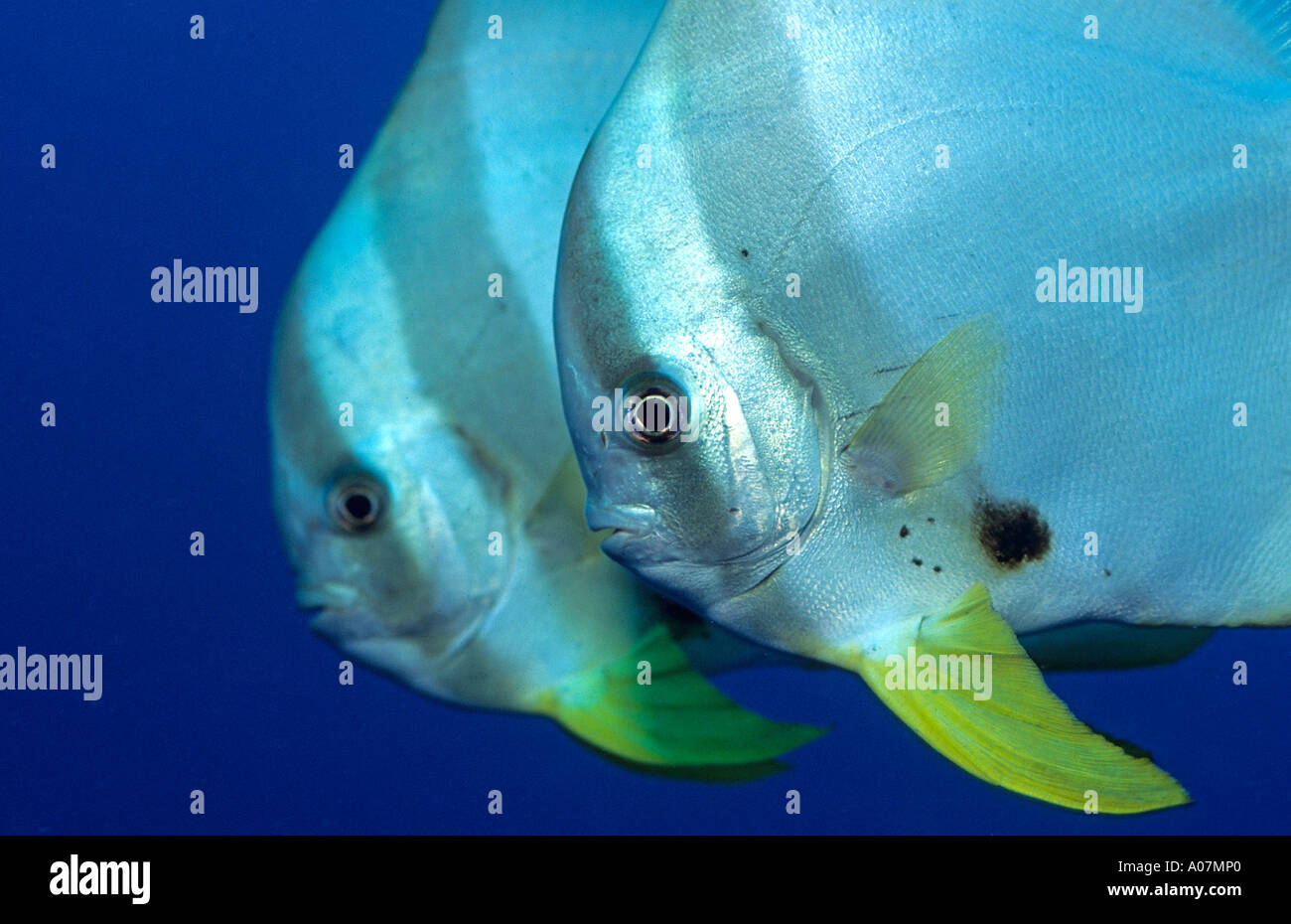 Tall fin batfish couple Platax teira Malaysia Indopacific Stock Photo ...