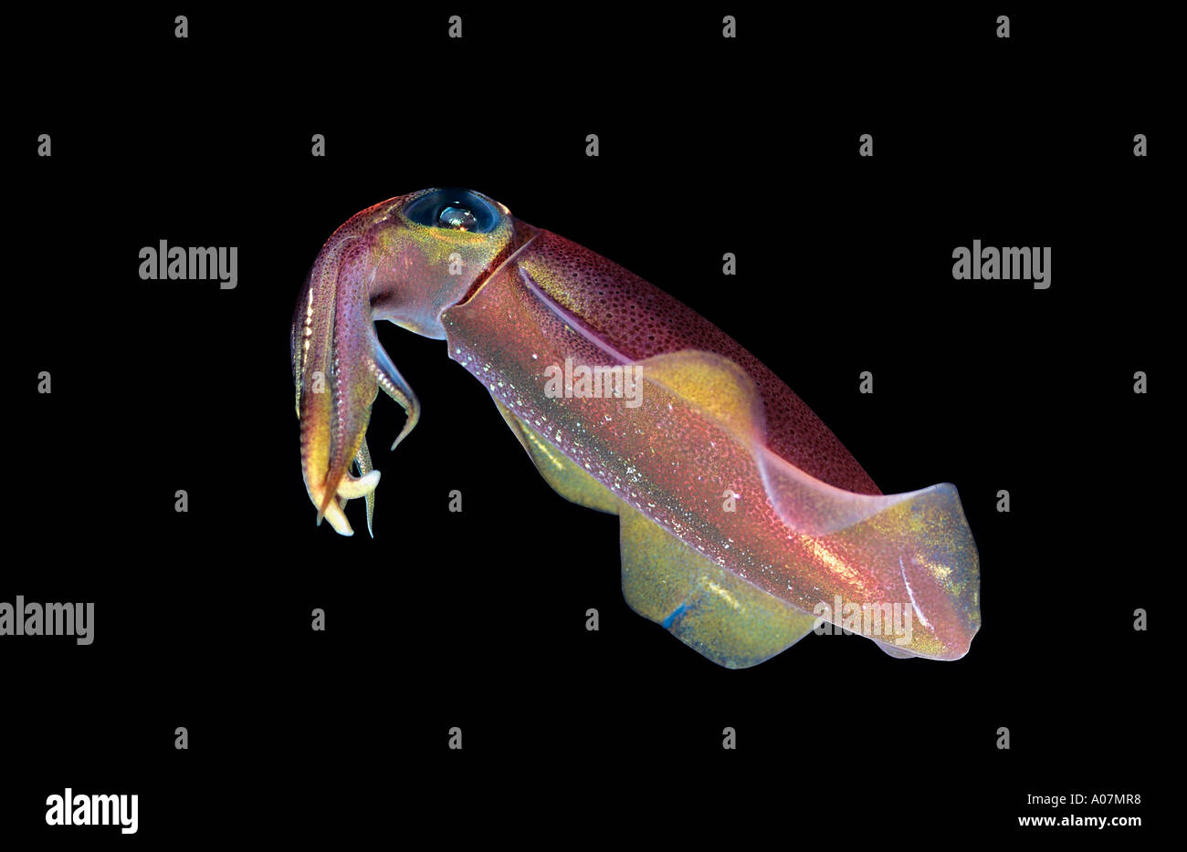 Bigfin reef squid at night Sepioteuthis lessoniana Egypt Red Sea Stock ...