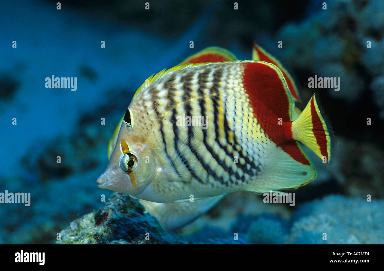 Pearlscale pearlscale High Resolution Stock Photography and Images - Alamy