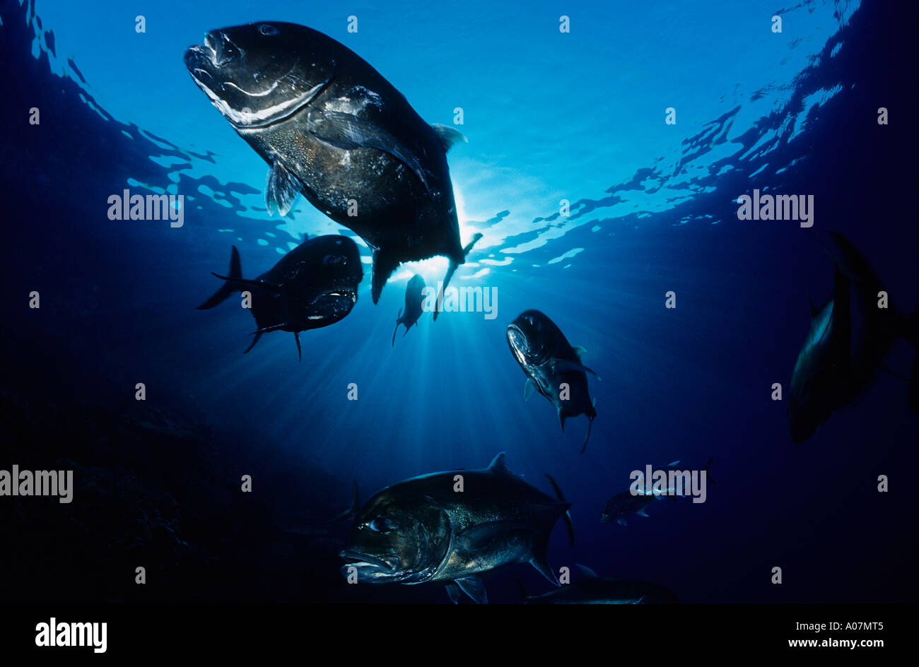 Giant trevally at sunset Caranx ignobilis Egypt Red Sea Stock Photo - Alamy