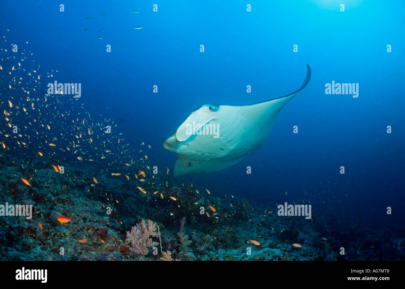 Manta ray french polynesia manta hi-res stock photography and images ...