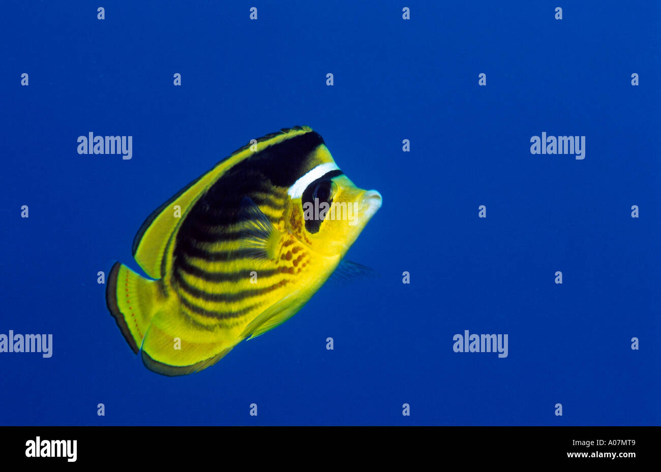 Striped butterflyfish in blue water Chaetodon fasciatus Egypt Red Sea ...
