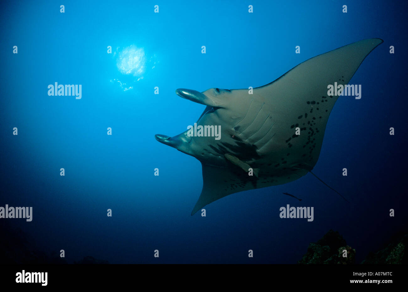 Manta ray french polynesia manta hi-res stock photography and images ...