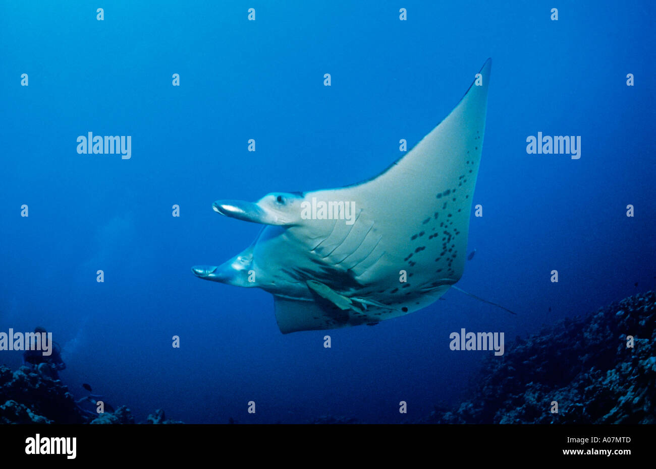 Manta ray Manta brevirostris French Polynesia Pacific Stock Photo - Alamy