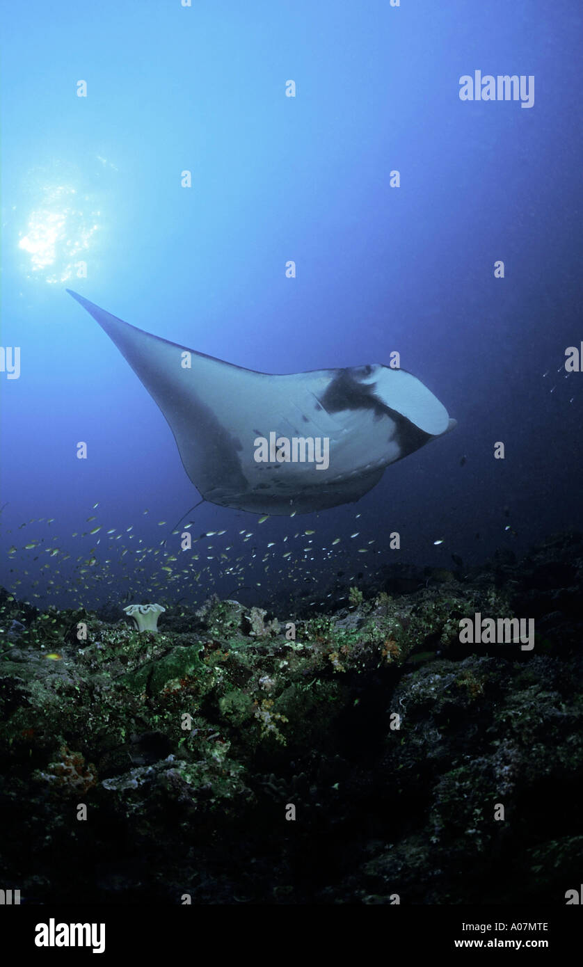 Manta ray Manta brevirostris French Polynesia Pacific Stock Photo - Alamy