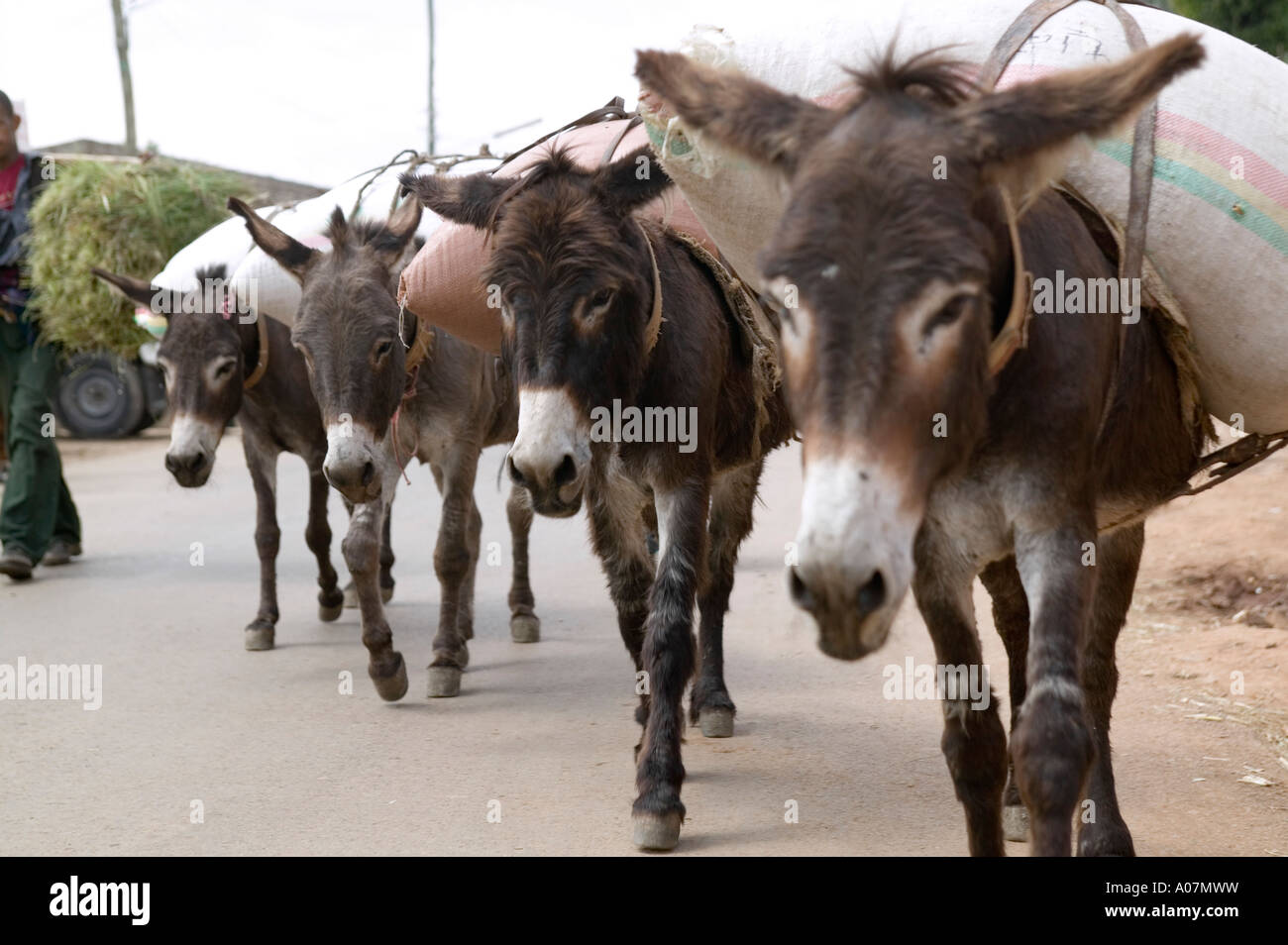 Pack animals sacks hi-res stock photography and images - Alamy