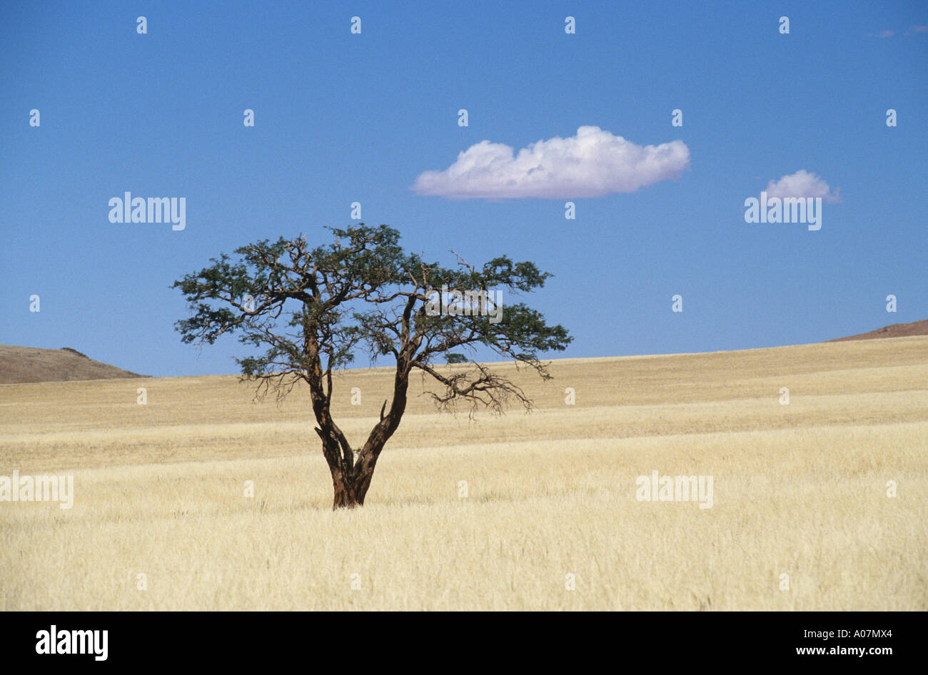 Tree namibia hi-res stock photography and images - Alamy