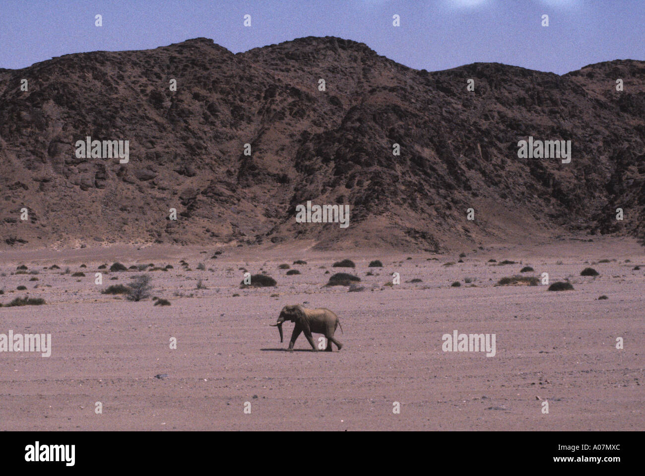 Desert Elephant Namibia Stock Photo - Alamy