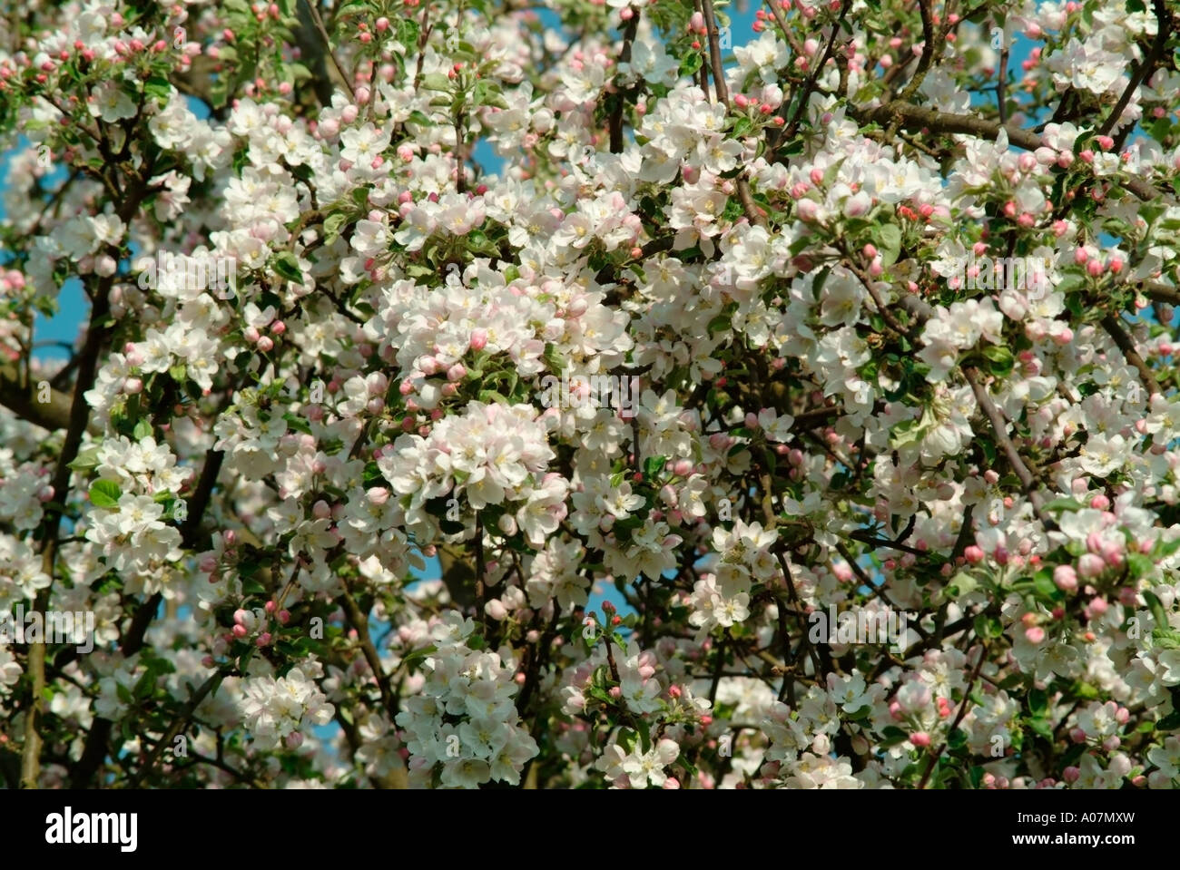 apple tree in full bloom in springtime detail from treetop Stock Photo ...