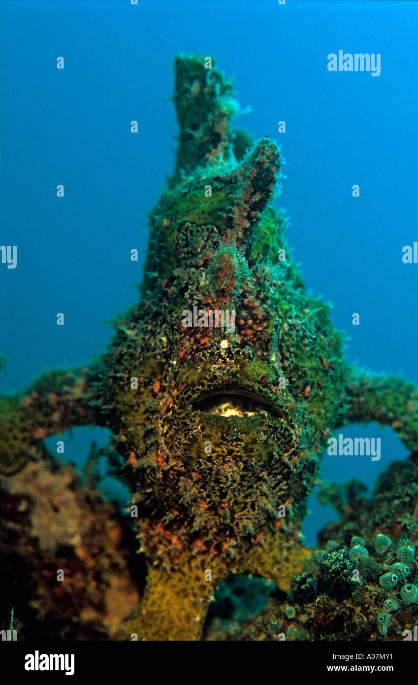 Anglerfish hi-res stock photography and images - Alamy