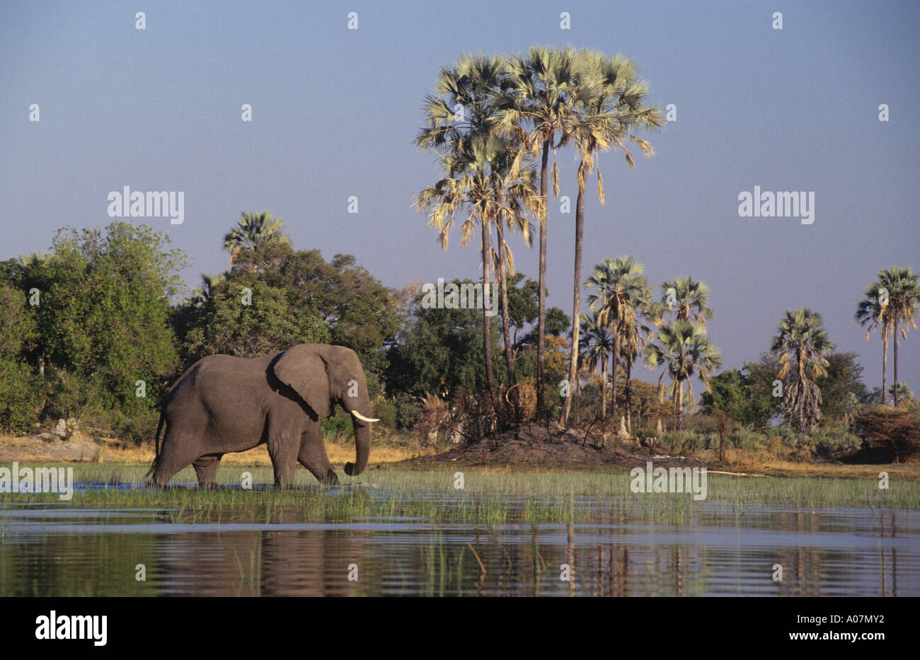 Chief's island okavango elephant hi-res stock photography and images ...