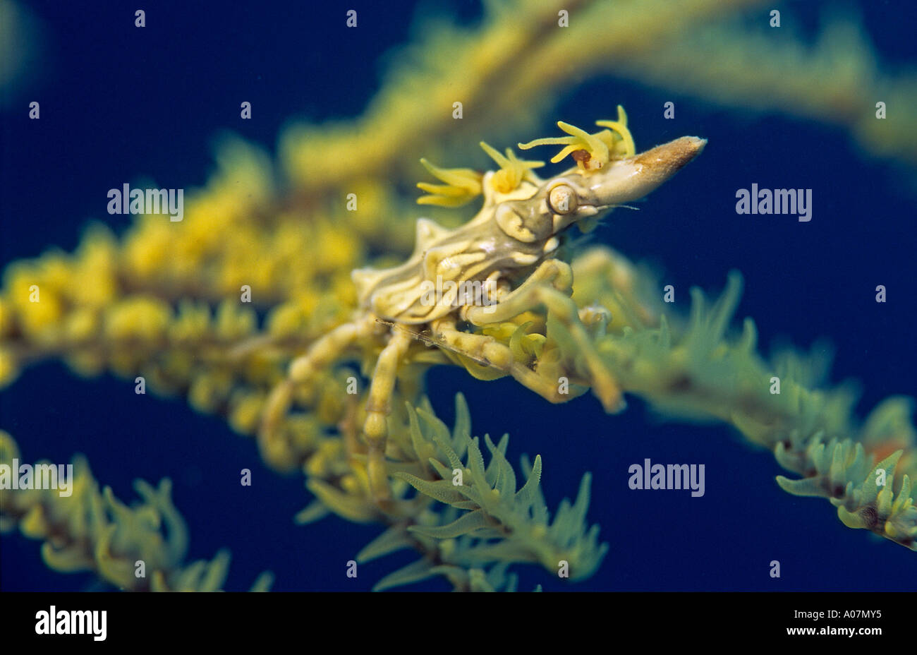 Xeno crab hi-res stock photography and images - Alamy