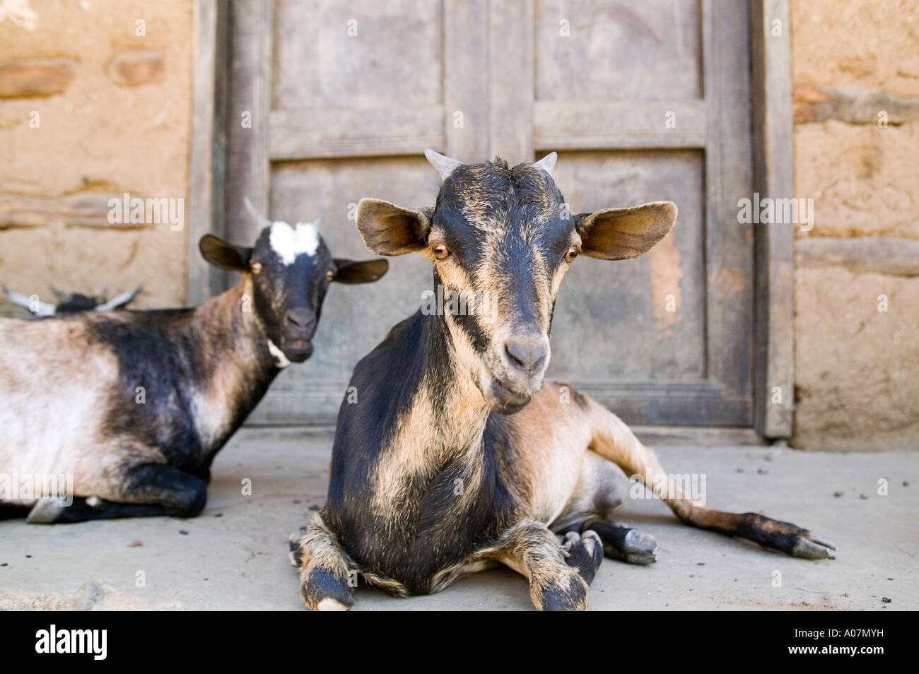A goat two goats hi-res stock photography and images - Alamy