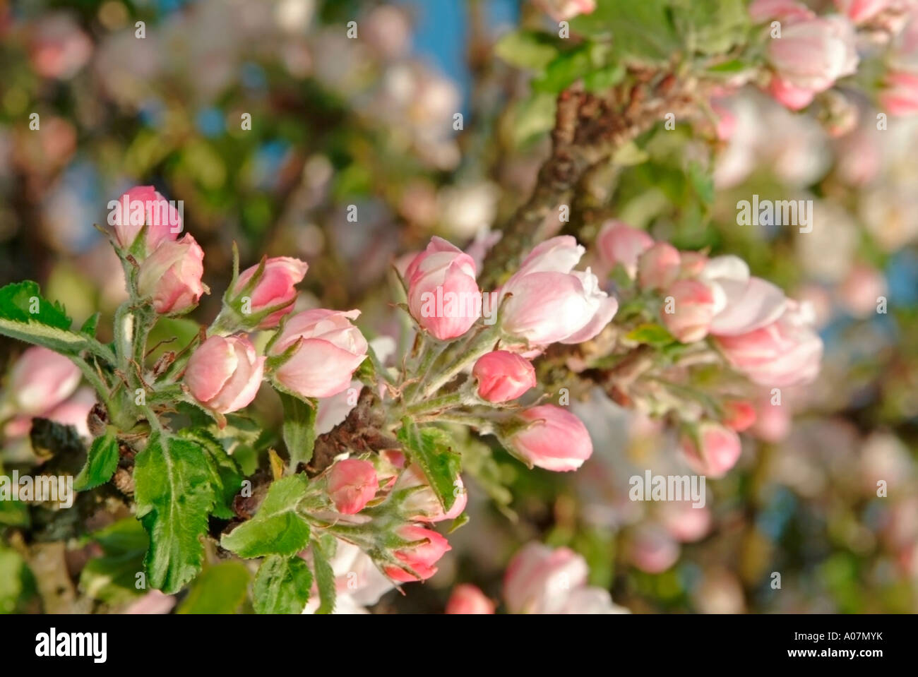 apple tree in full bloom in springtime detail from blossom Stock Photo ...