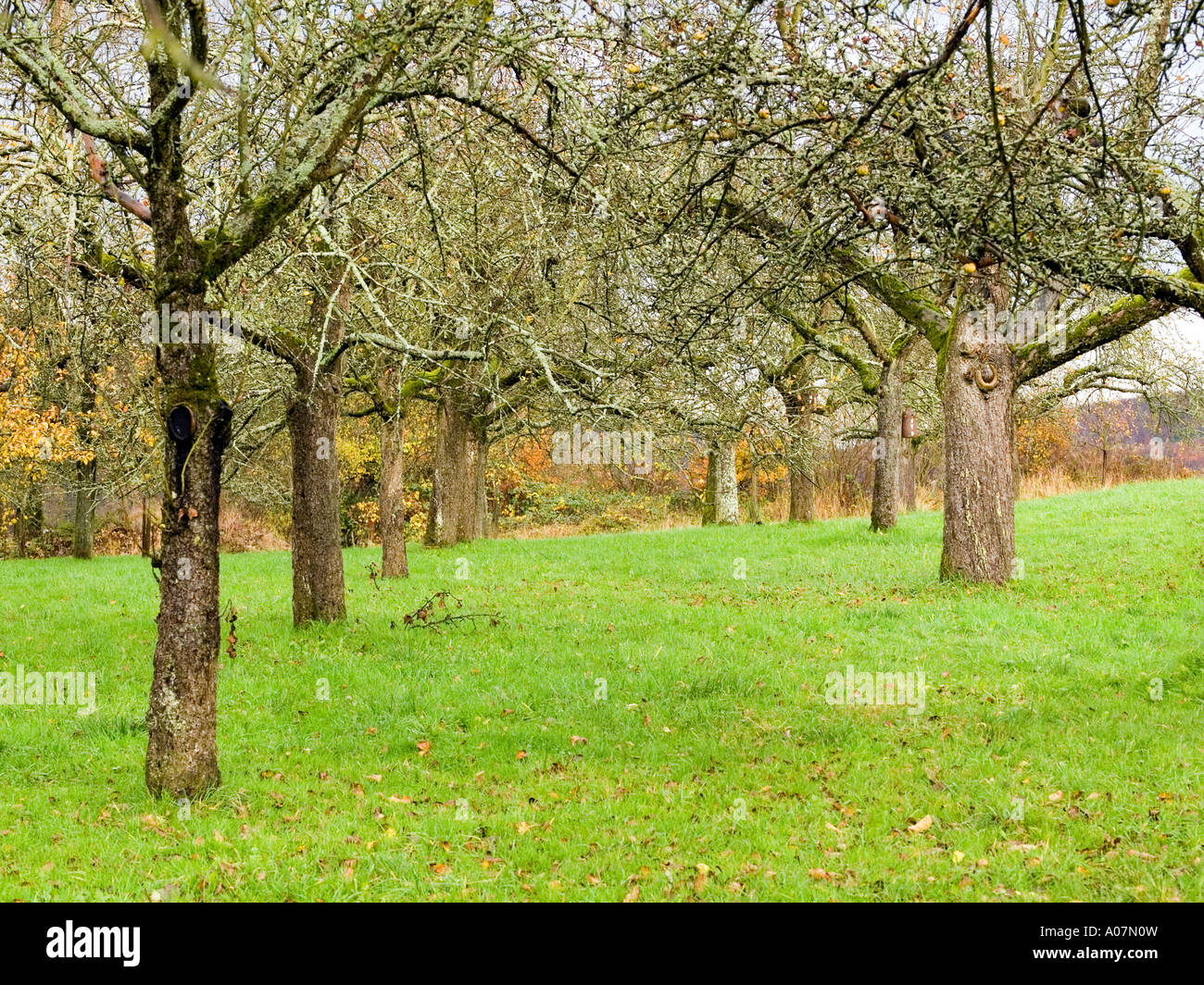 Landscape appletree germany hi-res stock photography and images - Alamy