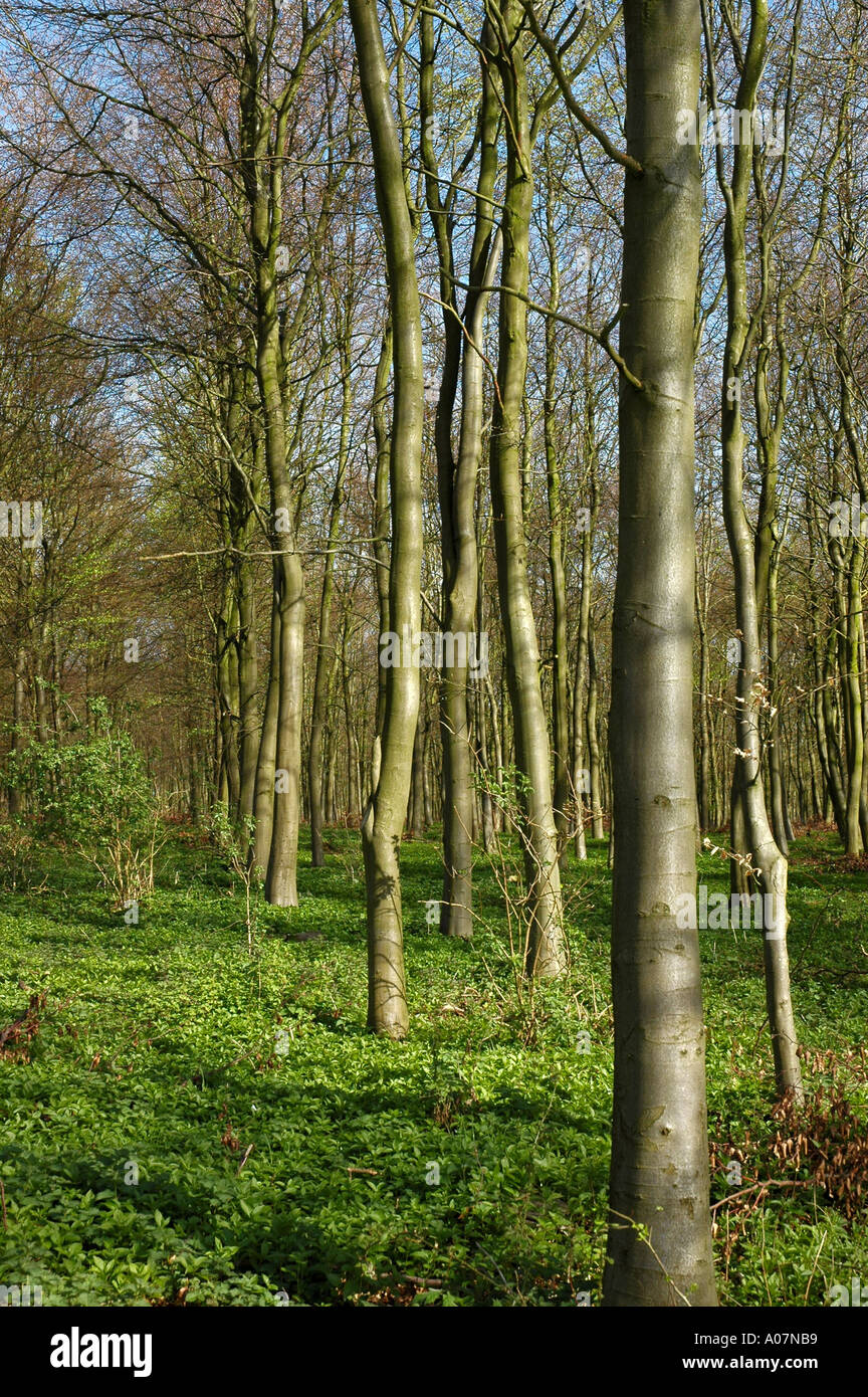Beech wood in spring April Fagus sylvatica Hampshire England UK Stock ...