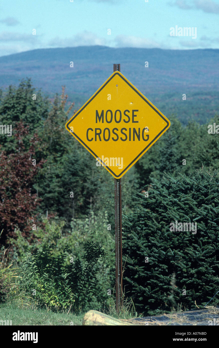 Moose Crossing sign in Maine new england USA new england Stock Photo ...