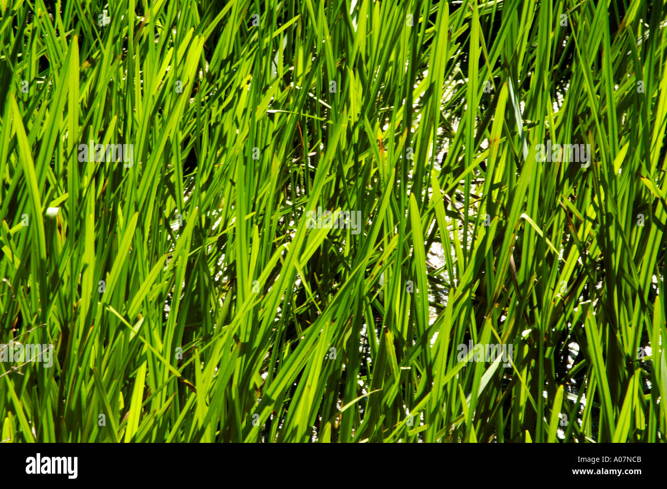 Grasses with sun twinkling on the water between Stock Photo - Alamy