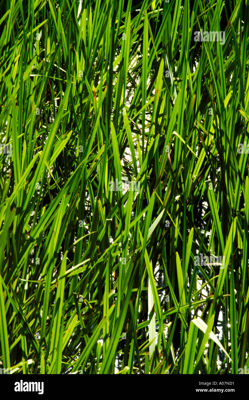 Grasses with sun twinkling on the water between Stock Photo - Alamy