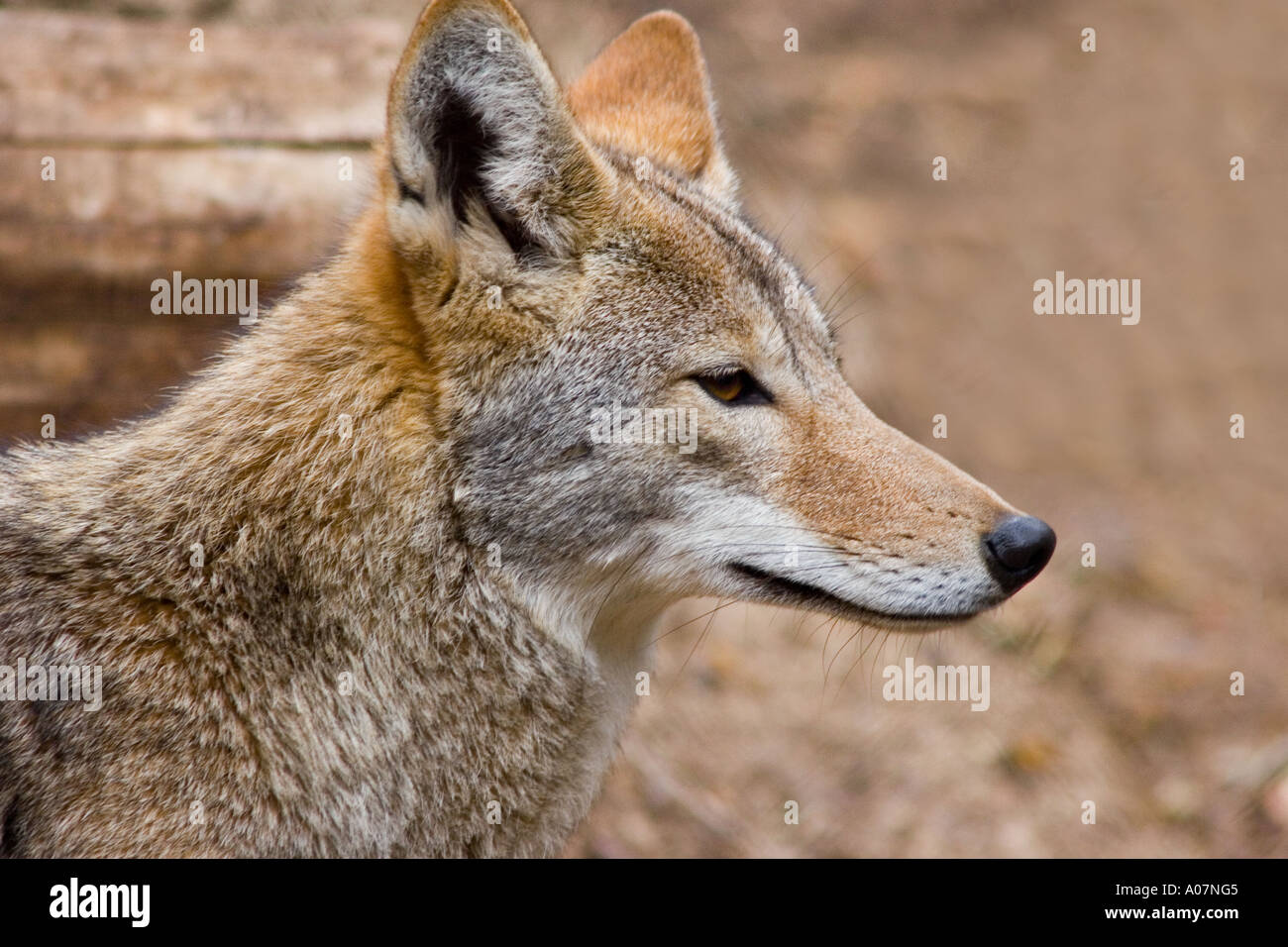 Coyote profile hi-res stock photography and images - Alamy