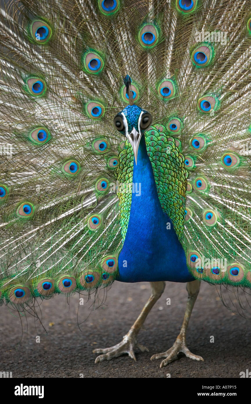 Funny Peacock with big buggy eyes Stock Photo - Alamy