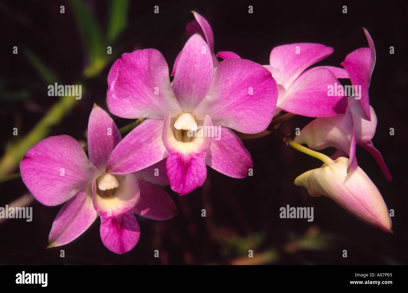 Orchids symmetry hi-res stock photography and images - Alamy