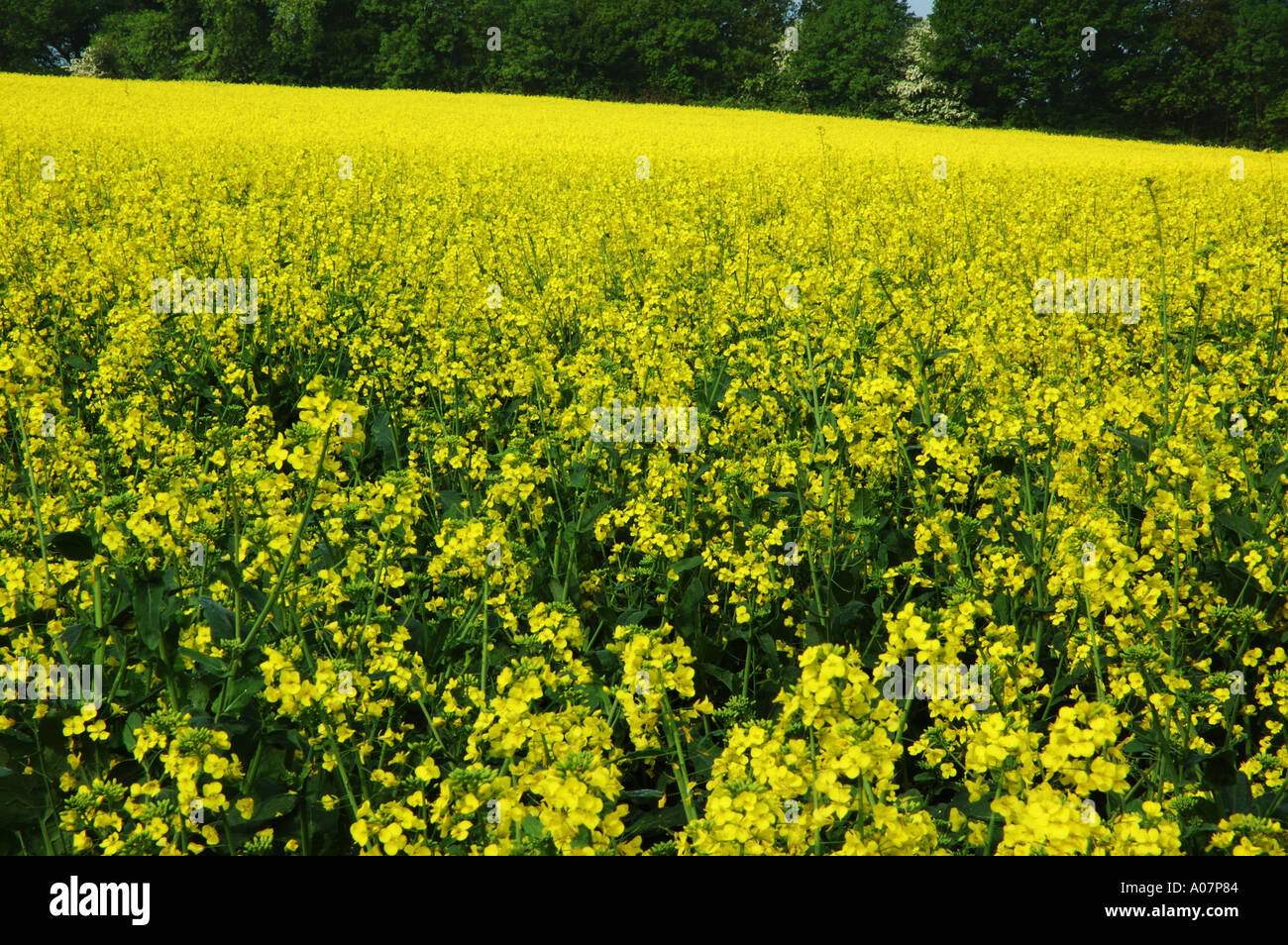 Oil seed rape Brassica napus in flower Intense yellow fields Stock ...
