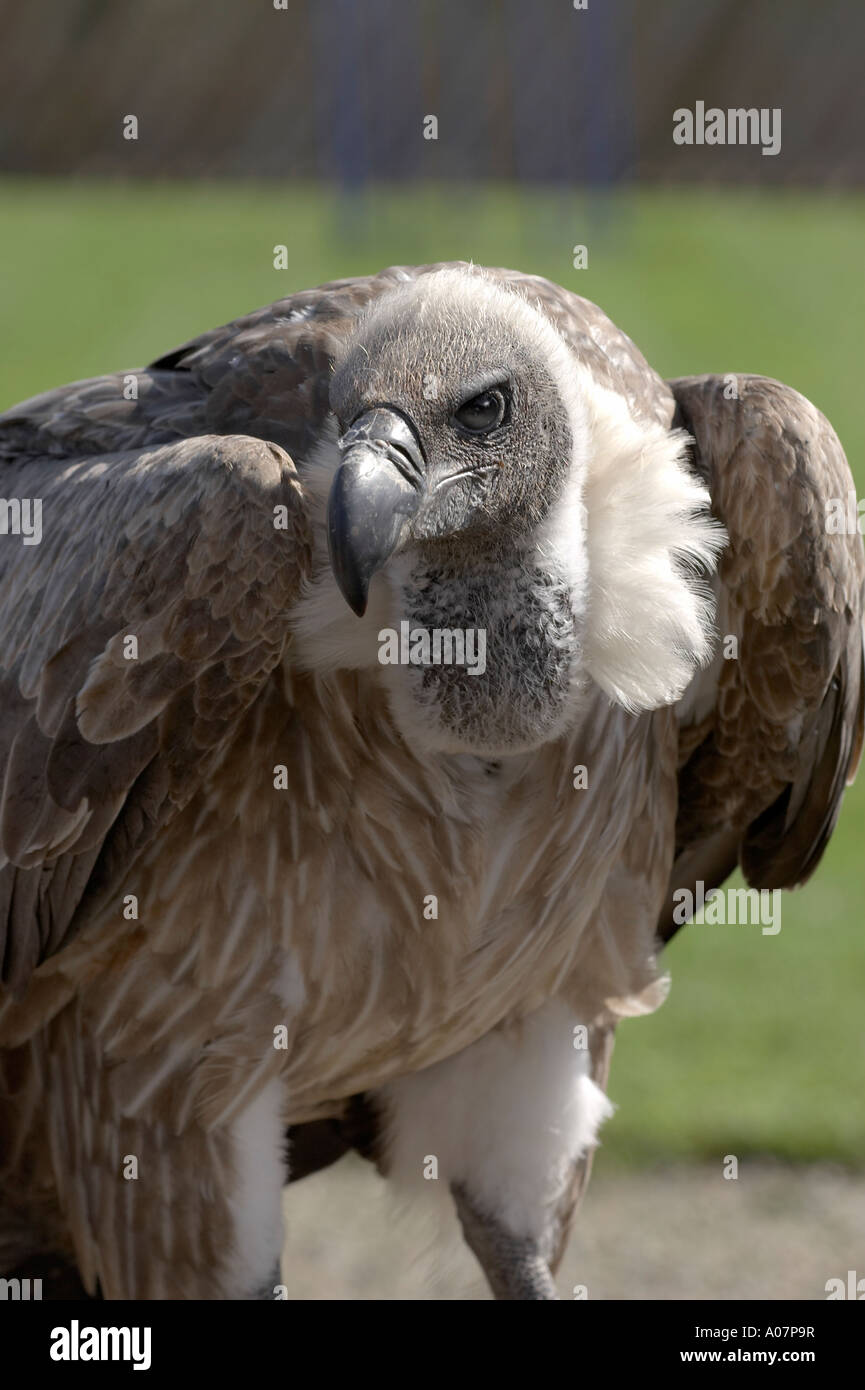 White backed Vulture Stock Photo - Alamy