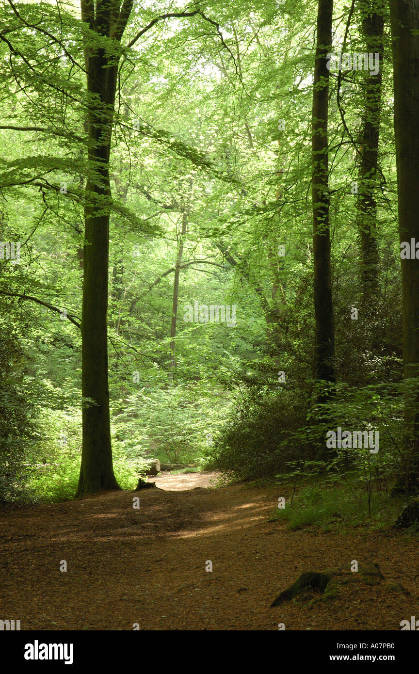 Beech wood in May spring time Woodland walks Stock Photo - Alamy