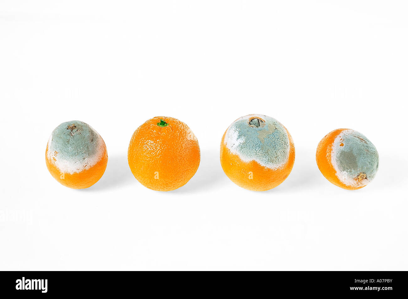 Make the right choice rotten oranges and good one on white background ...