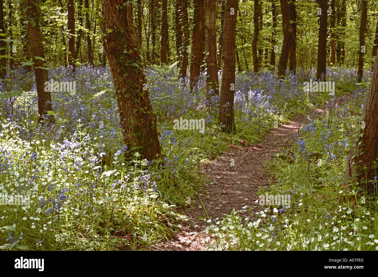Path through bluebells and wild flowers in woodland Forest of Bere ...