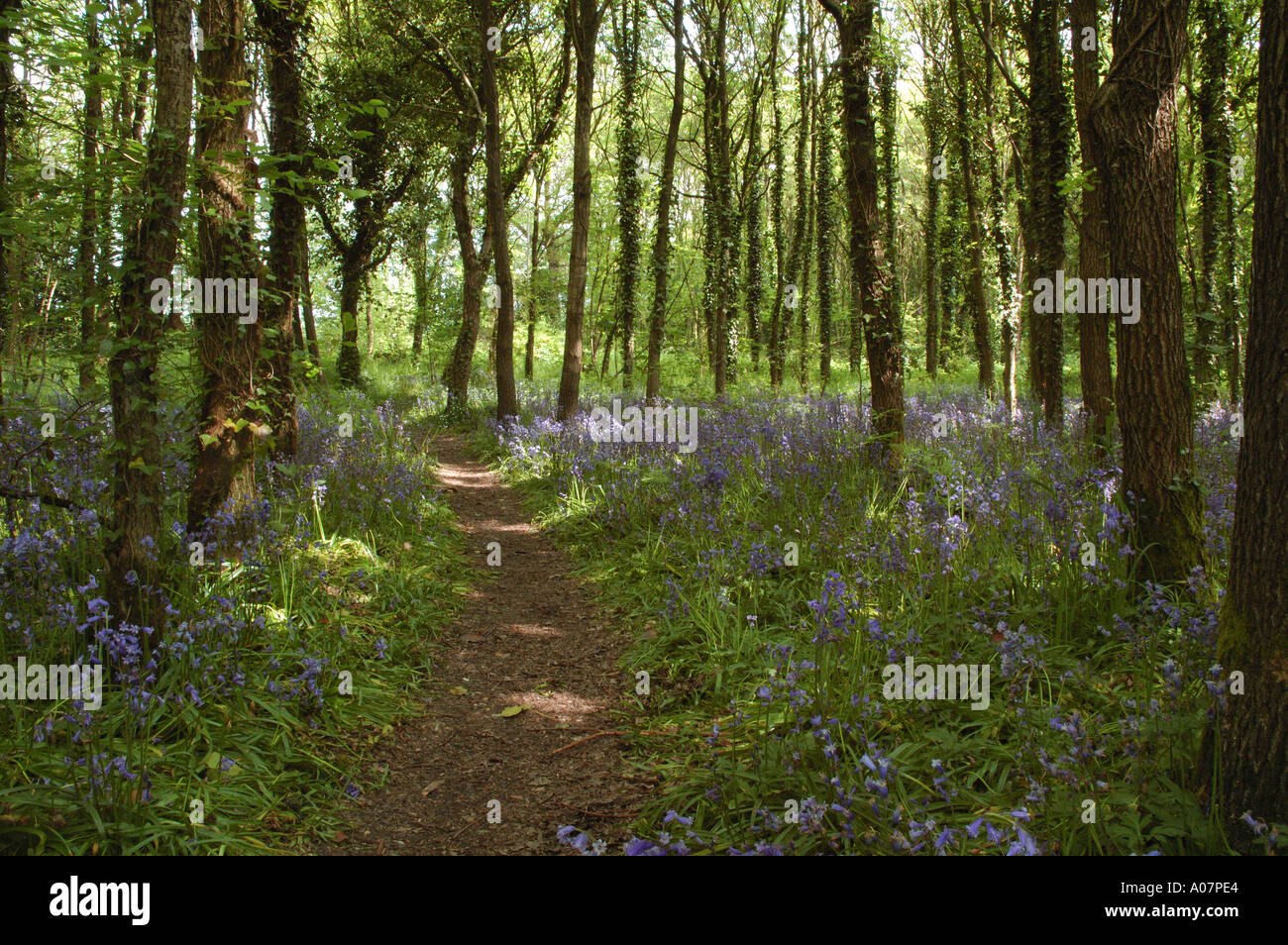Path through bluebells and wild flowers in woodland Forest of Bere ...
