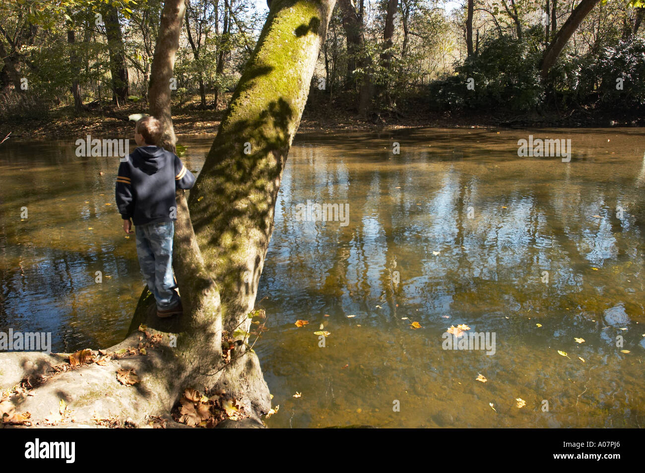 A boy on a sycamore tree by a river in autumn Stock Photo - Alamy