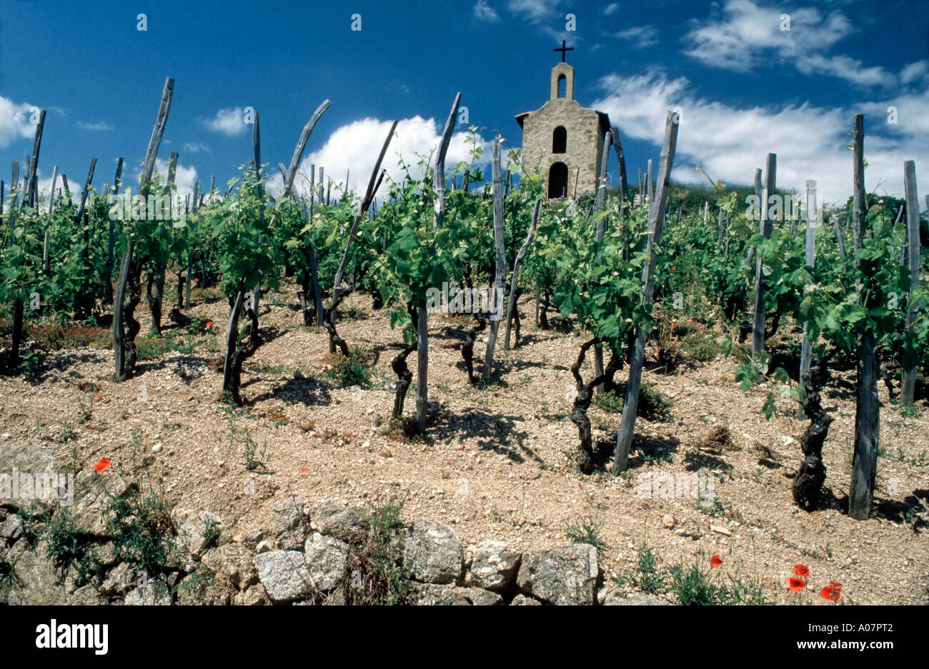Agriculture viniculture wine tourism travel scenic to ascend hi-res ...