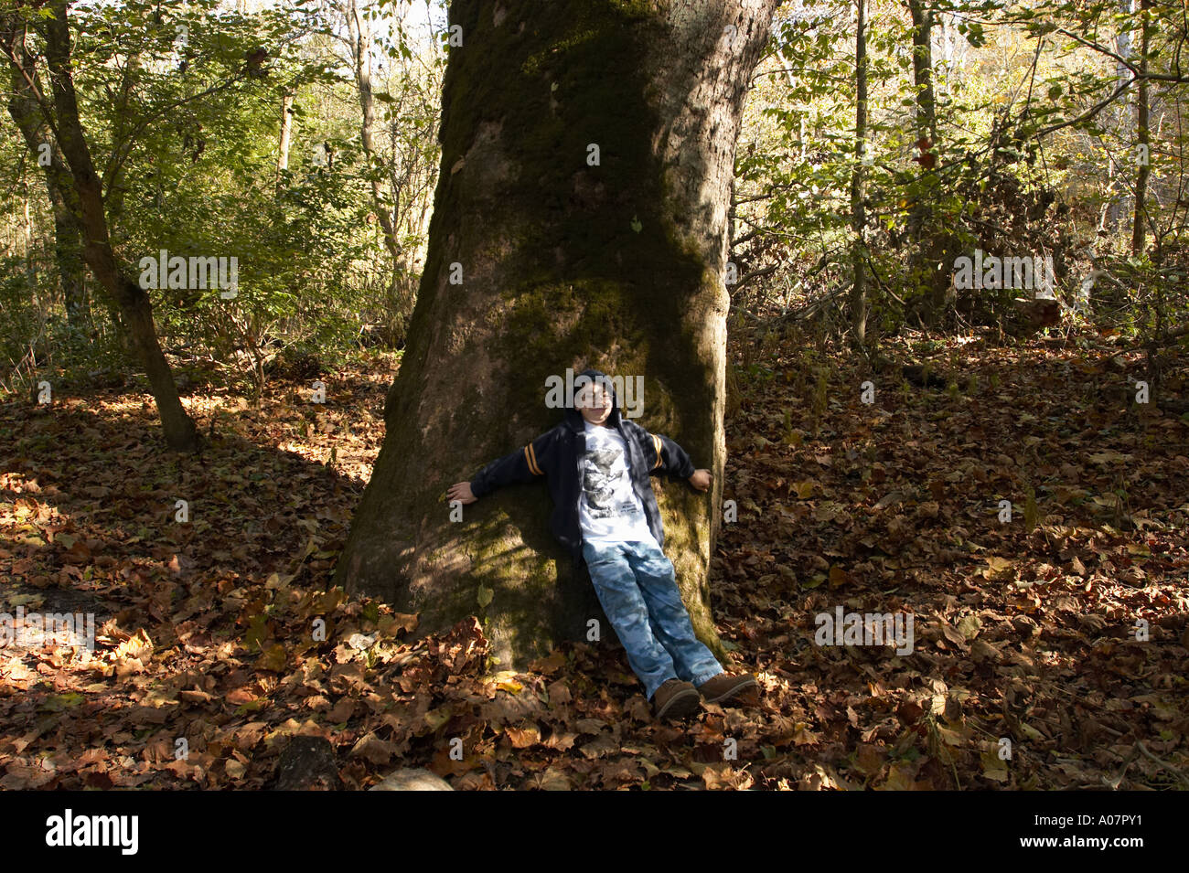 A young boy leaning against a large sycamore tree on an autumn day ...