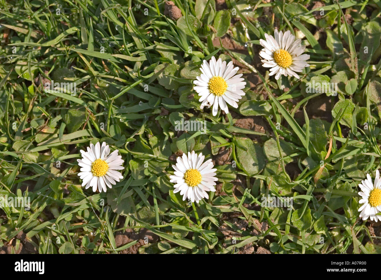 Common Daisy Bellis perennis growing in UK Stock Photo - Alamy