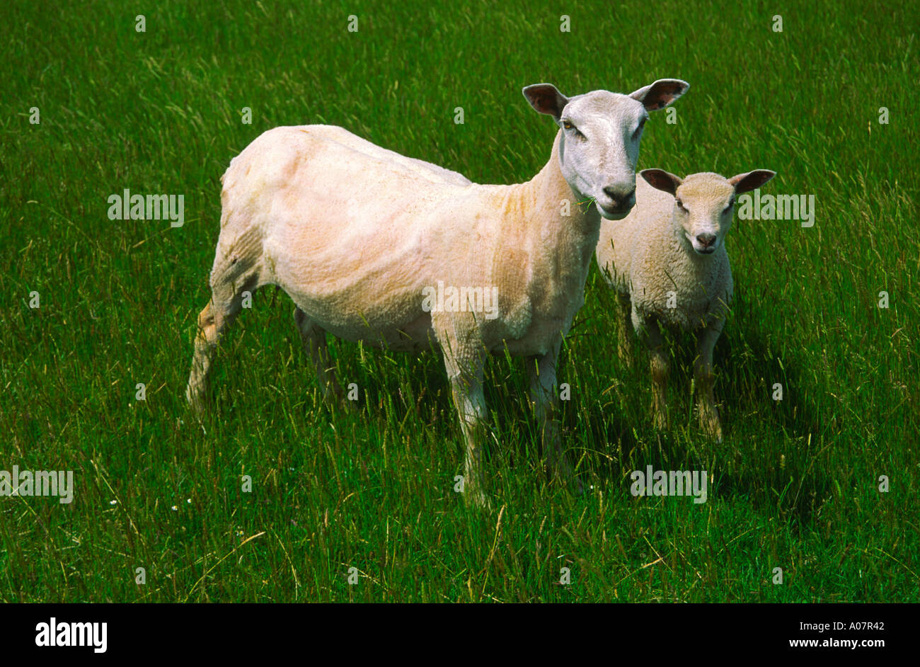 Shorn sheep hi-res stock photography and images - Alamy