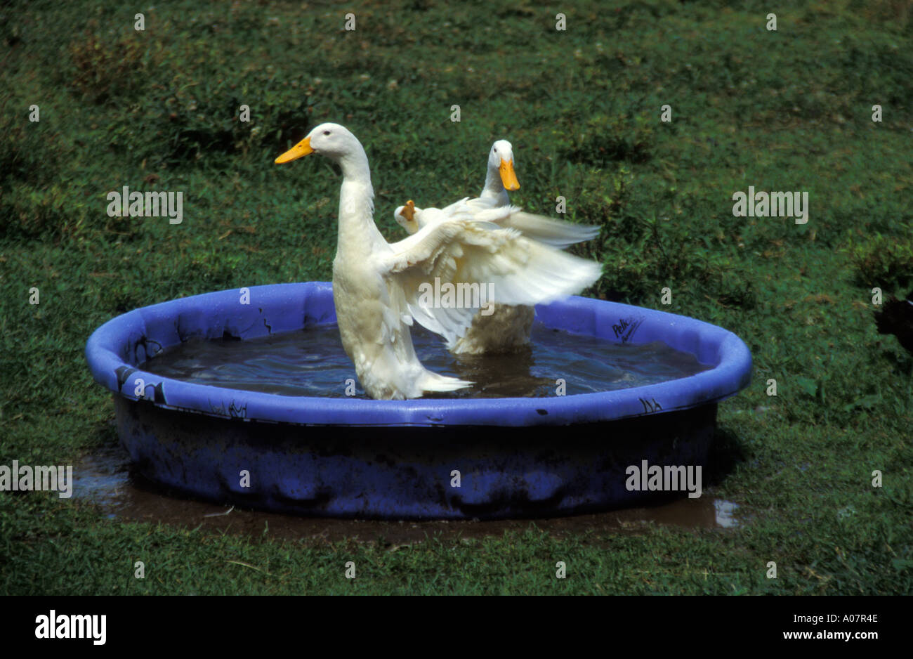 Three blue ducks hi-res stock photography and images - Alamy