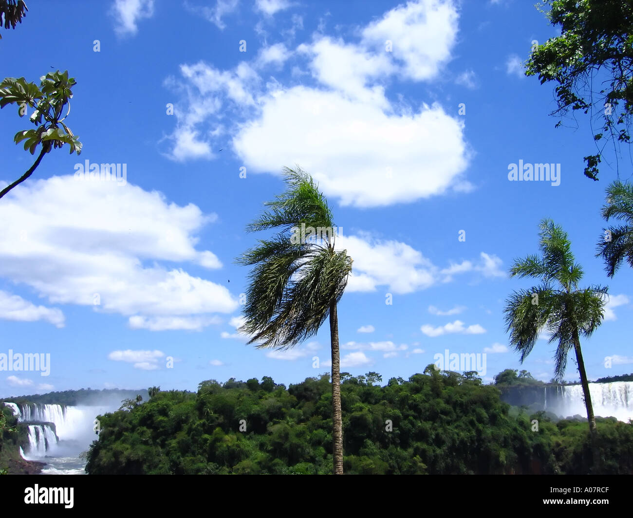 Palm trees iguazu waterfalls hi-res stock photography and images - Alamy