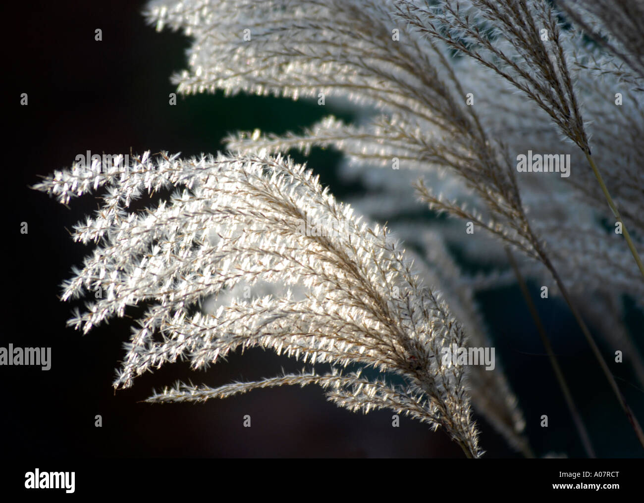 Back lit seed heads of Miscanthus sinensis kleine silberspinne Stock ...