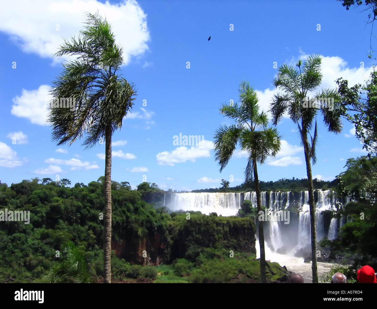Palm trees iguazu waterfalls hi-res stock photography and images - Alamy