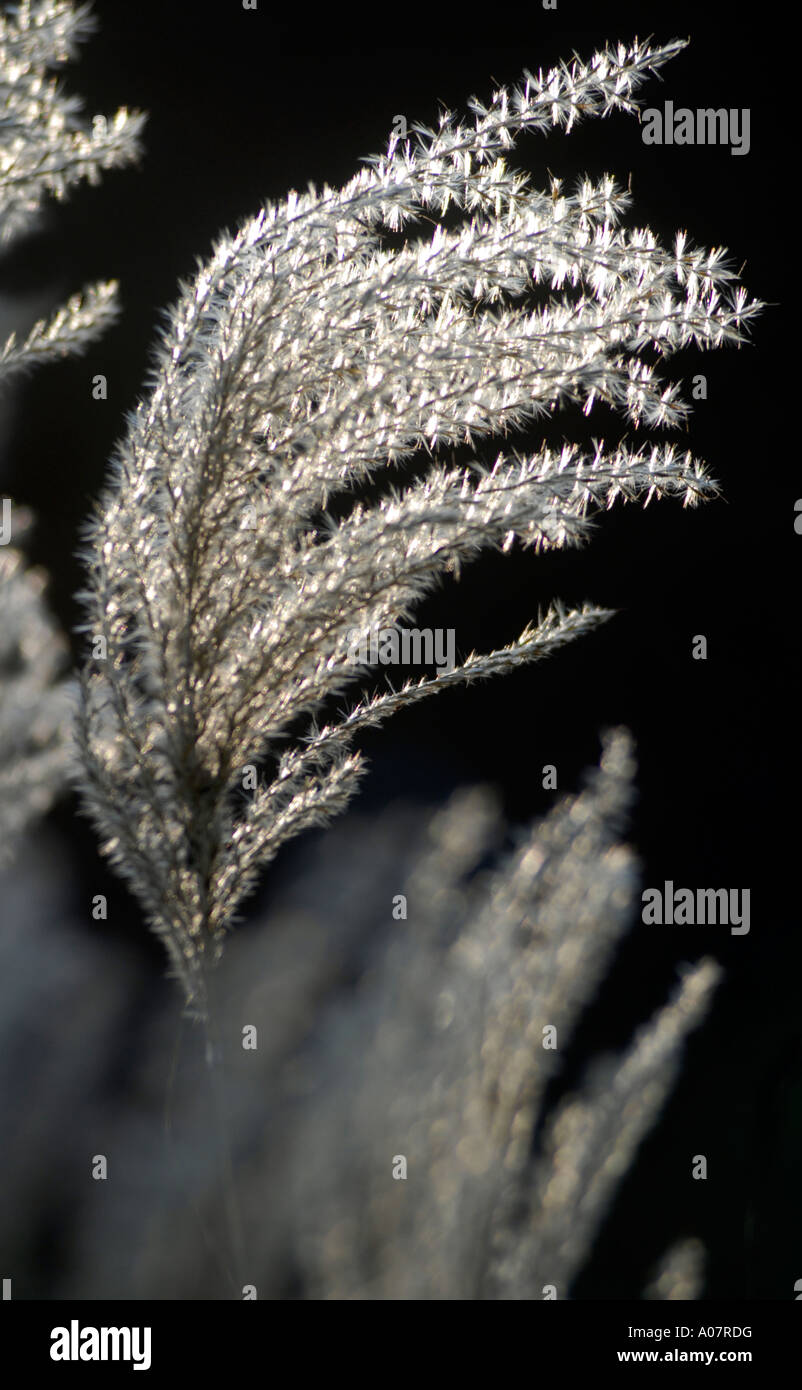 Back lit seed heads of Miscanthus sinensis kleine silberspinne Stock ...