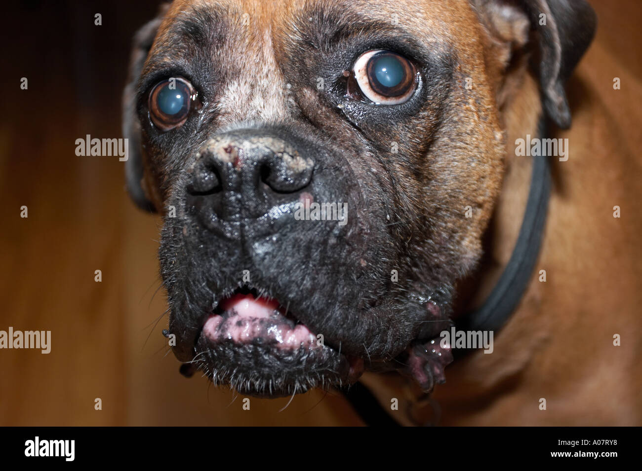 Boston boxer hi-res stock photography and images - Alamy