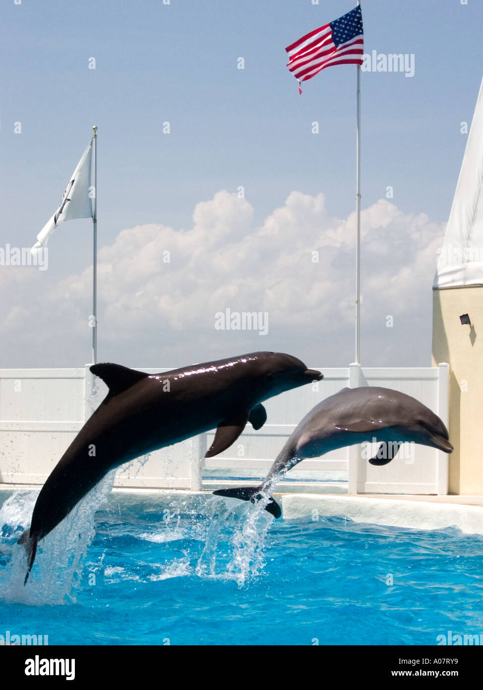 Gulf world marine park hi-res stock photography and images - Alamy