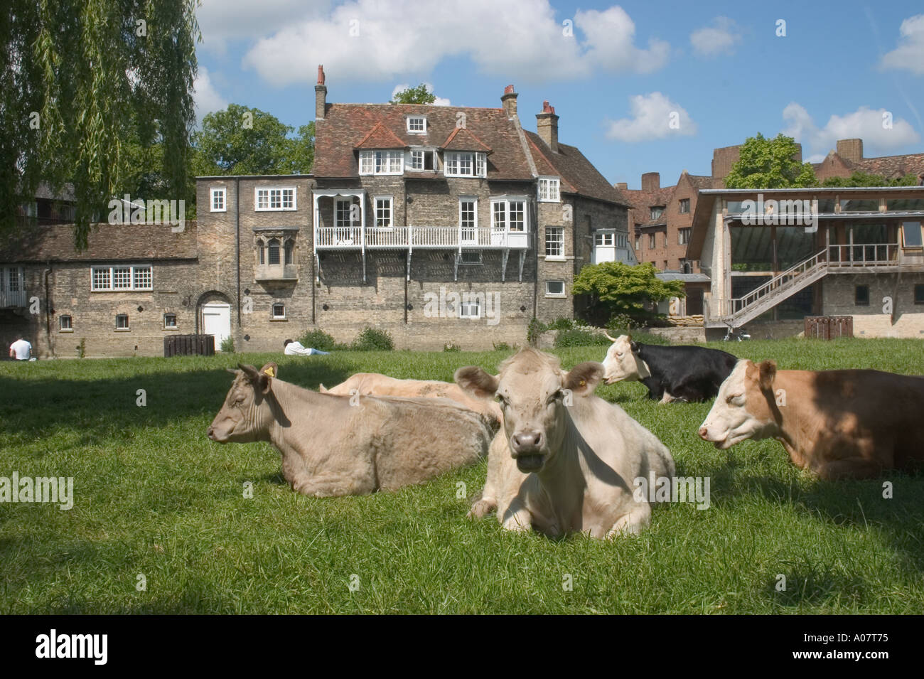 Darwin College Cambridge with Cattle in Foreground Stock Photo - Alamy