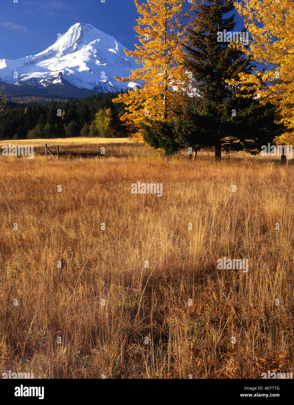 Framing hood hi-res stock photography and images - Alamy