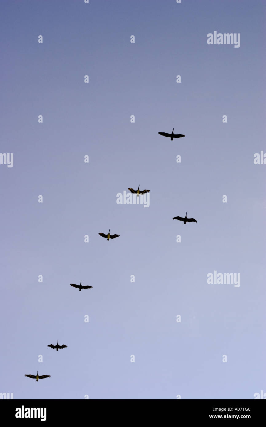 Silhouette of birds in flight formation Stock Photo - Alamy
